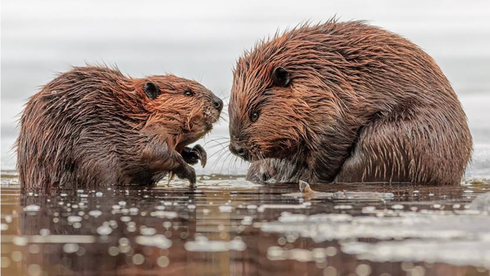 The Beaver’s Keystone Activities – Mousam Way Land Trust